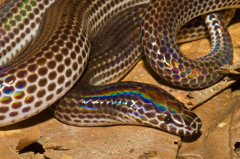 Ada Warna Pelangi di Tubuh Ular ini | REPTIL WAHYU