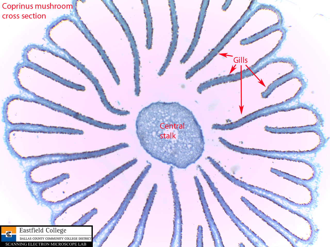 Scanning Electron Microscope Blog: April 2013