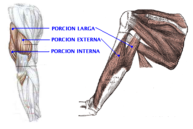 Musculos del brazo | Sistema muscular