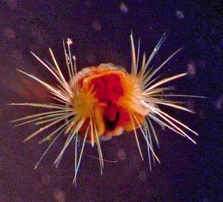 ECOSISTEMAS DE COSTA RICA: PARQUE NACIONAL ISLA DEL COCO