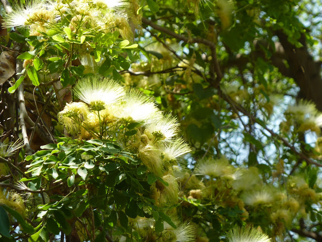 Madras Ramblings: The beautiful Vaagai