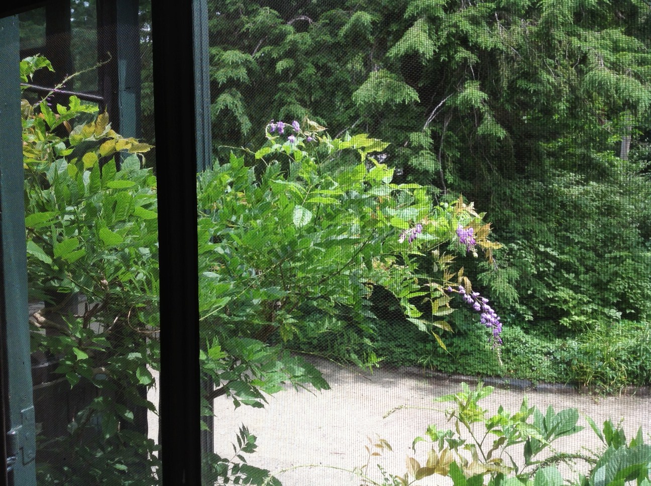 Life From The Roots: Frederick Law Olmsted's House -- A Dream of A ...