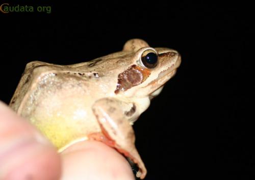 The Adventures Of Otterwoman: Frogs are Creepy and Disturbing