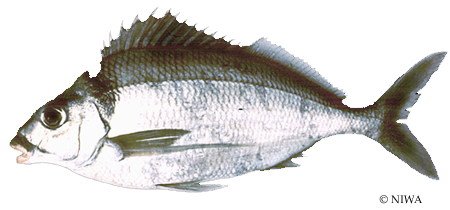 THE ROAD TAKEN : Fleur's Place Moeraki NZ