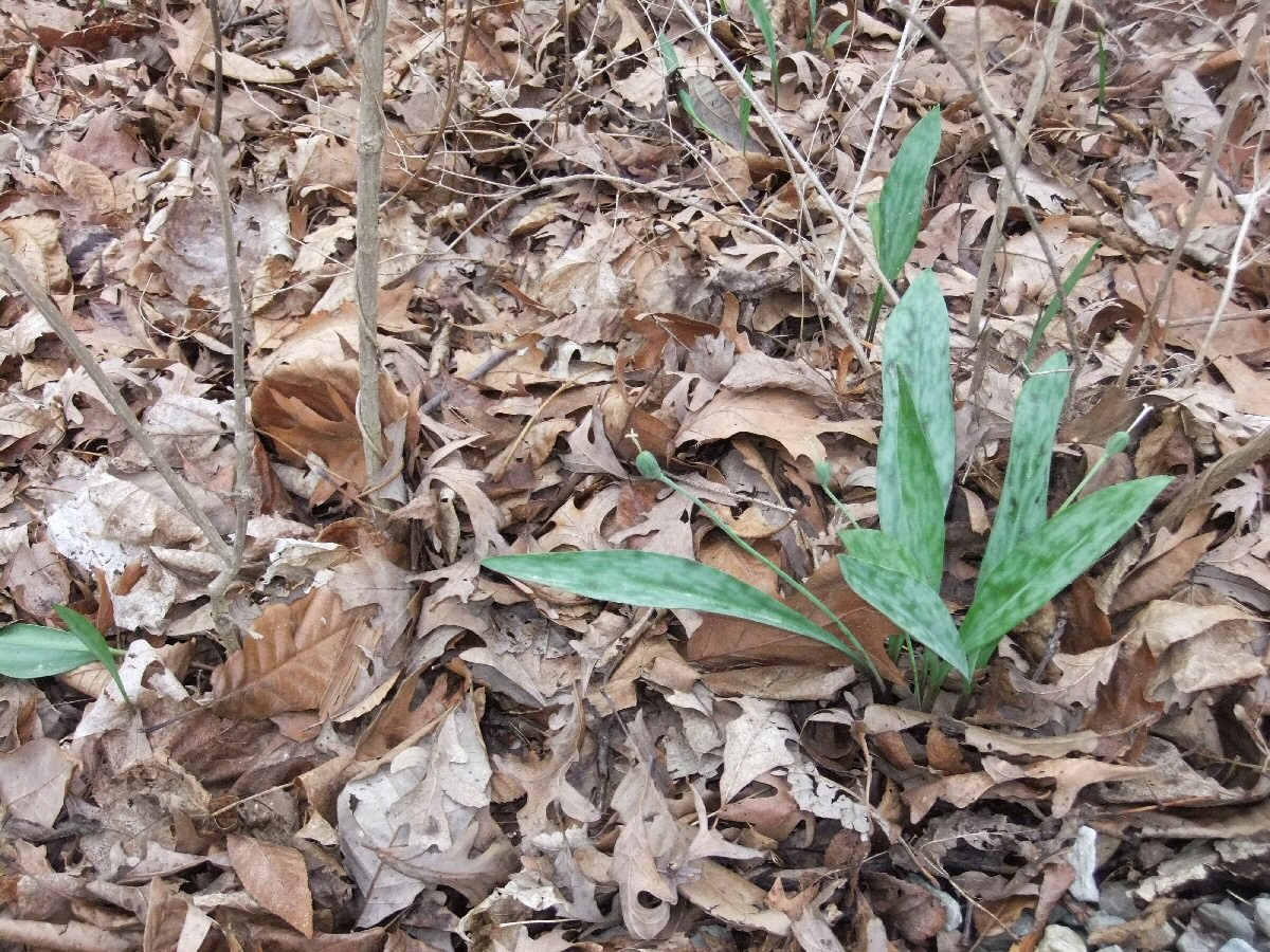 Pauline Persing Art, Writing,& Natural History: White Trout Lily ...