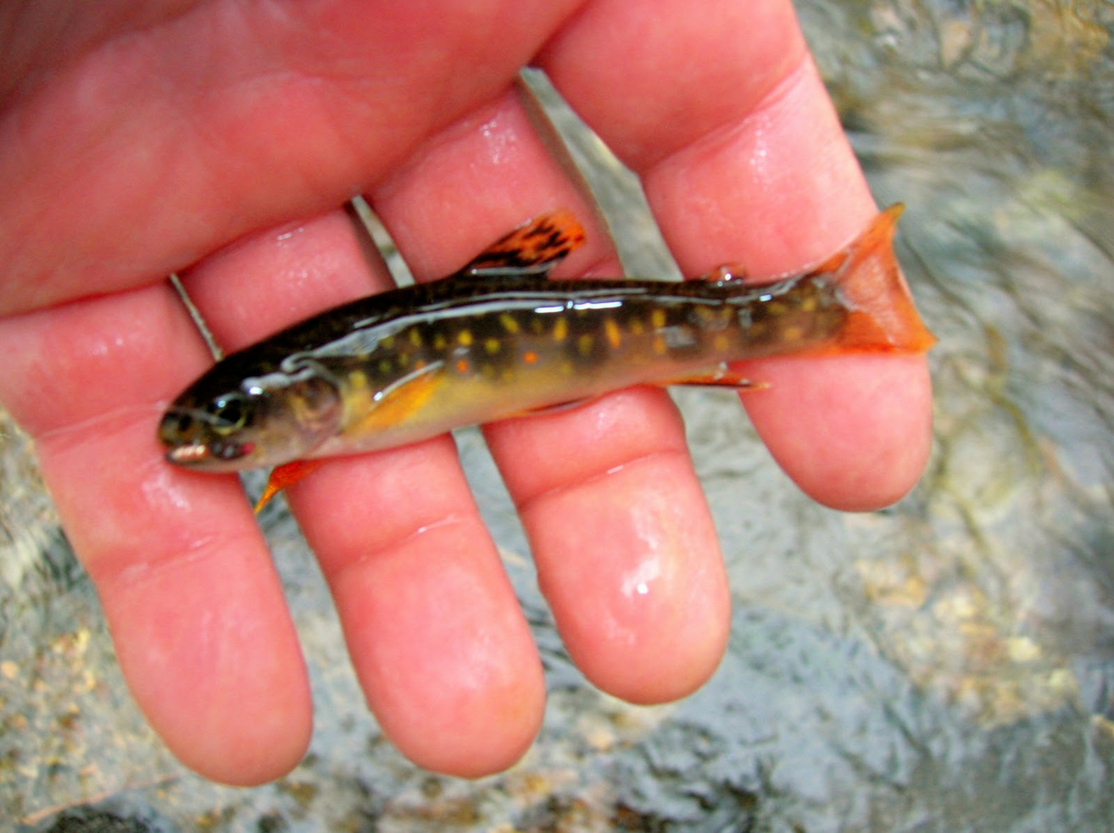 Small Stream Reflections: December 2011