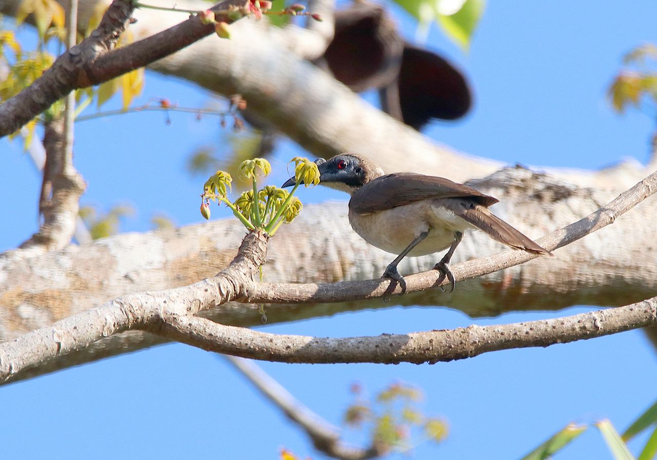 Birding Indonesia Part 6: Komodo National Park | Pitta Tours
