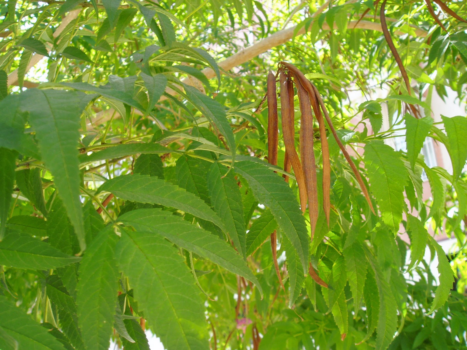 Plantas rioMoros: noviembre 2011