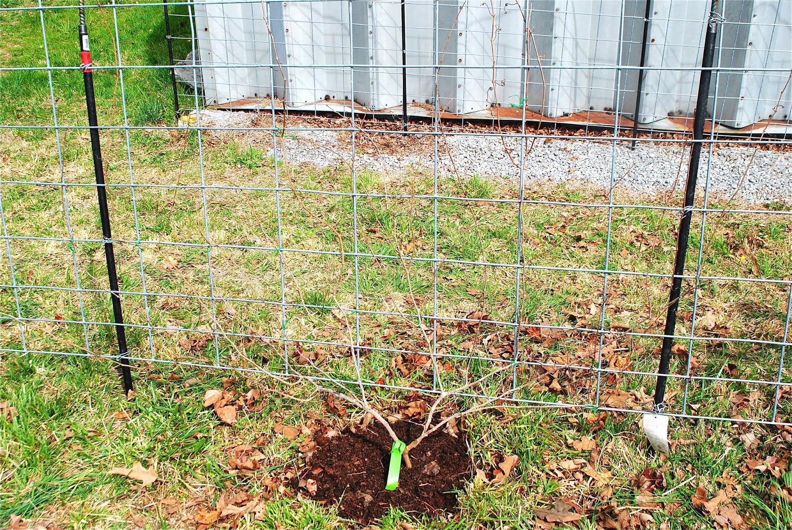 Adventures on Zephyr Hill Farm: DIY Rebar Grape Arbor