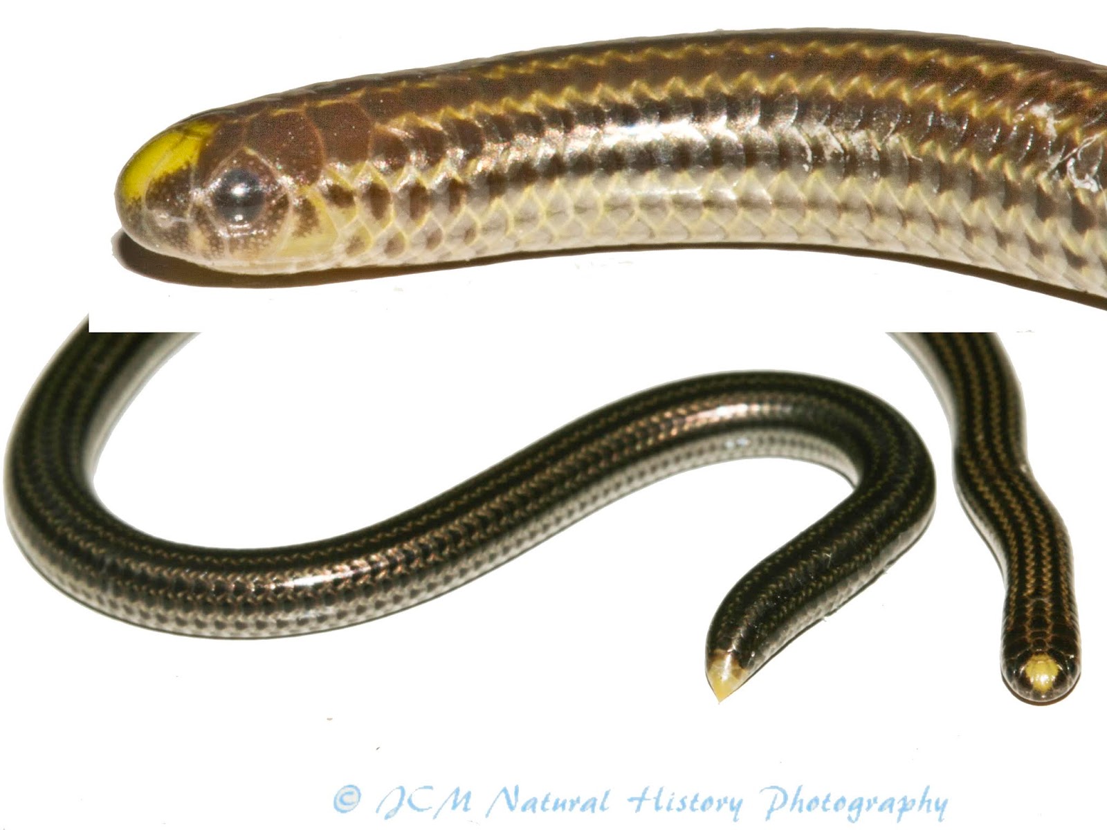 The Herpetology of Trinidad and Tobago