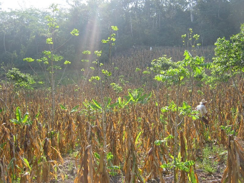 El cuexcomate: Salida de campo 2011: la milpa