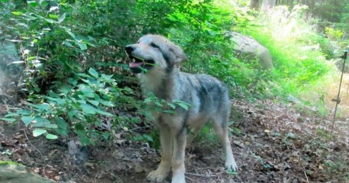 White Wolf : Wolf pups make debut at Asheville's WNC Nature Center (VIDEO)