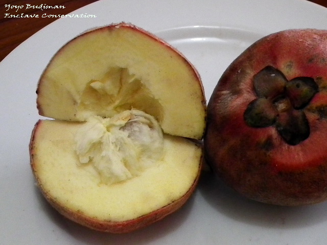 Pakalangan Bojong Tanjung - The uniqueness of Village : BUAH SAMOLO ...