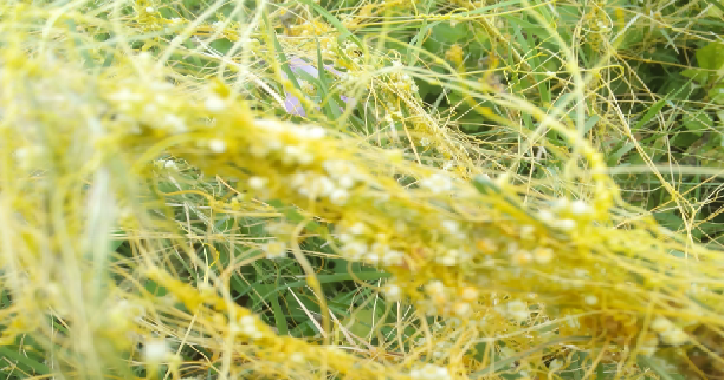 FLOWERS: GOLDEN DODDER FLOWER - கொத்தான் பூ