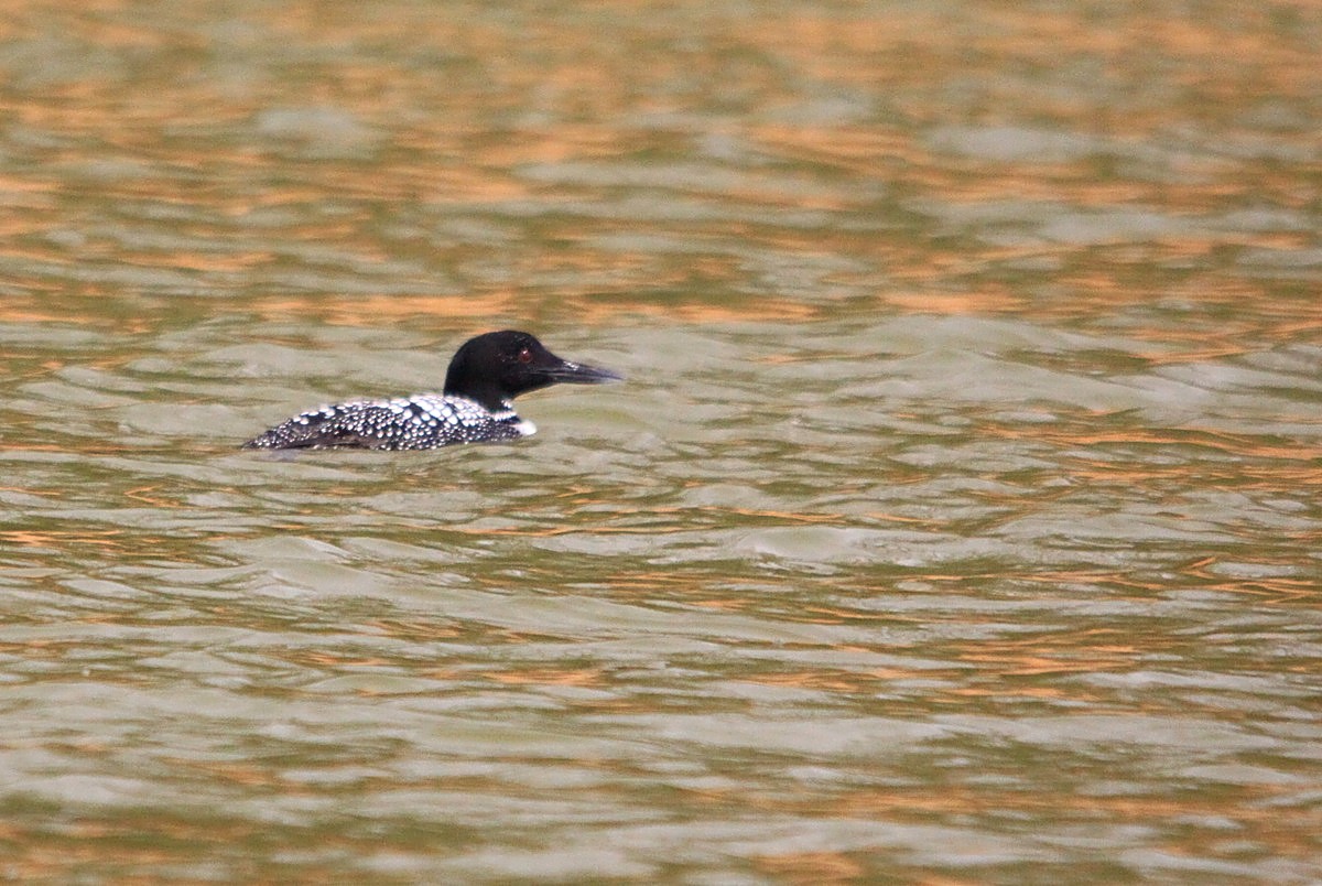 Gary's Outdoor Wanderings2: LOONS AND CORMORANTS