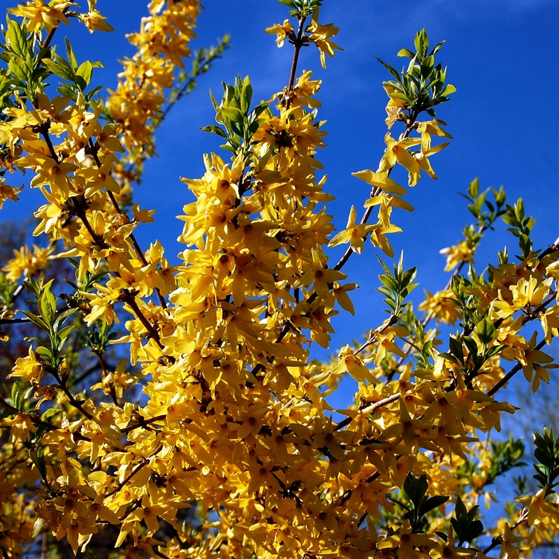 Capadia Designs: Fresh Spring Flowers and new beginnings