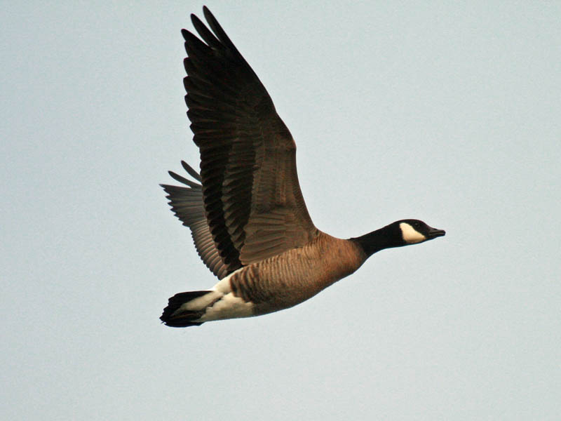 Greg in San Diego: Tutorial: How to Identify Birds in Flight
