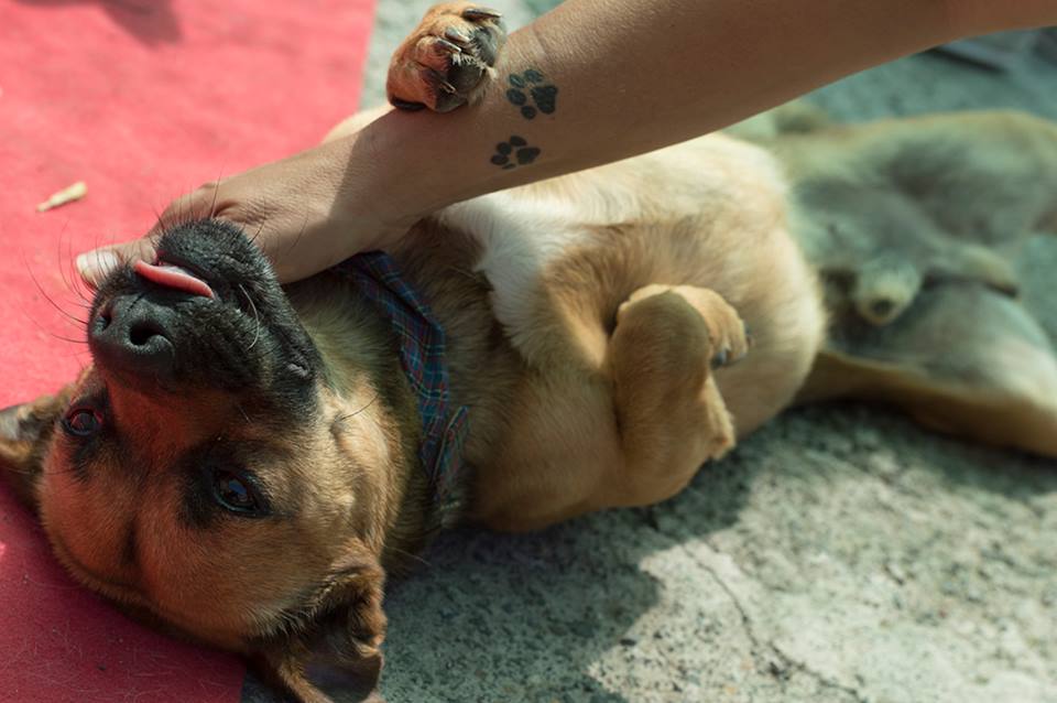 Valle Colino: Perros pequeños - CHAPI ¡¡ ADOPTADO