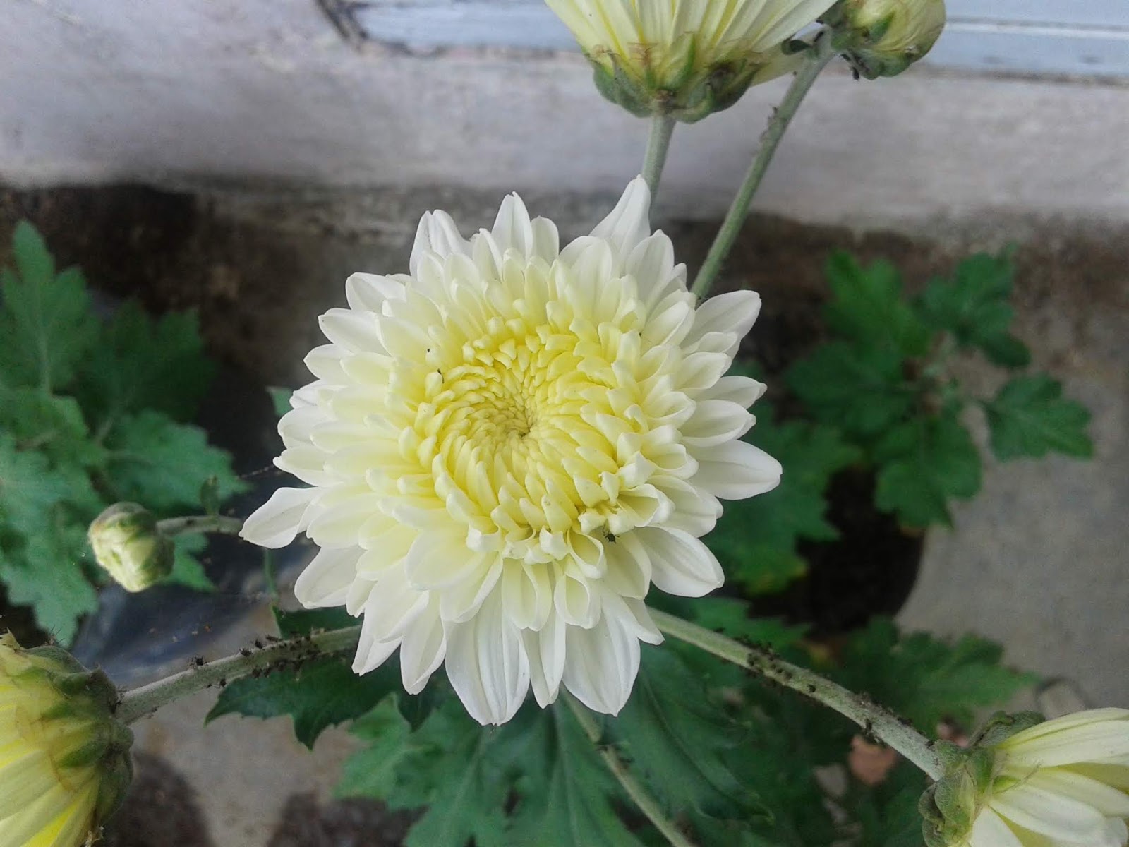 Bunga Seruni atau Krisan