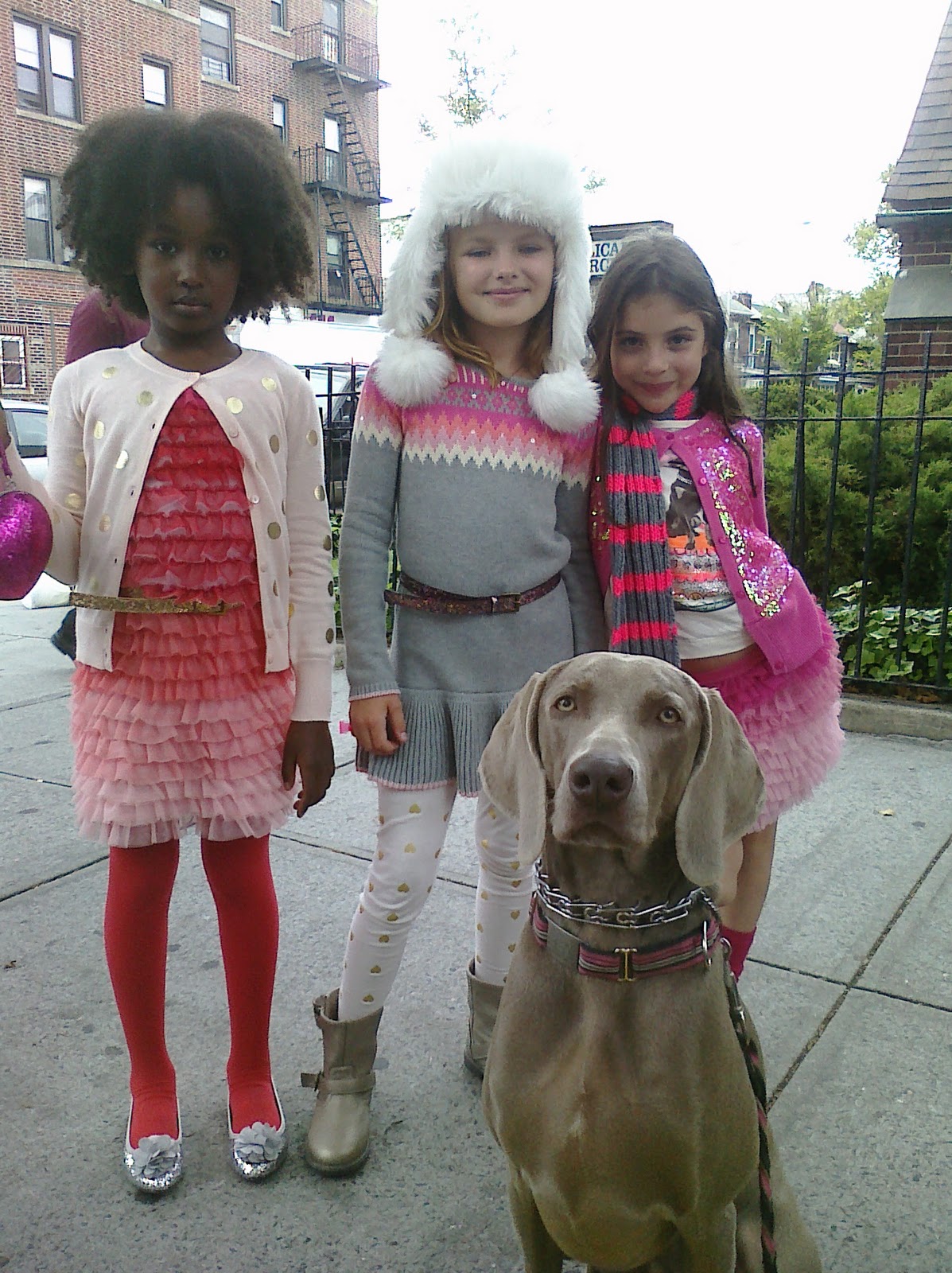 Savi, CH Grayhart's Shear Genius, CD, SH, NA, NAJ, NSD, NRD, CGC, VX ...