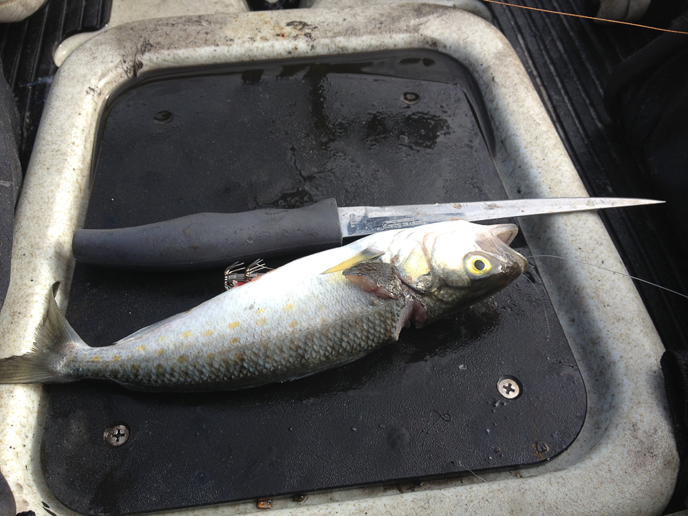 kayak Fishing - Love that yak: Squid Fishing in the Hobie Kayak at Wallaroo