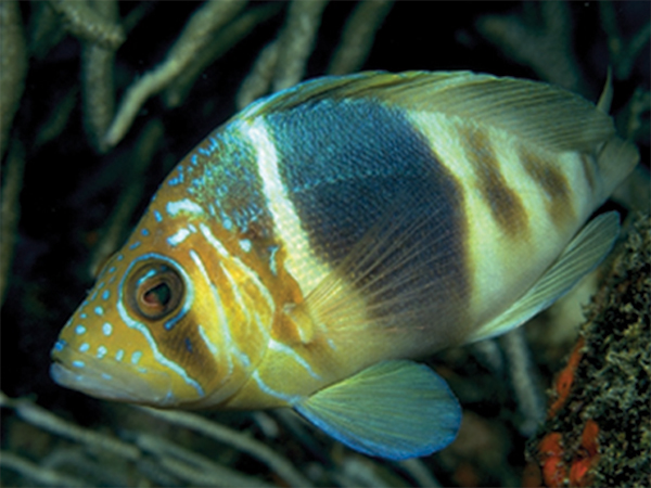 Hamlet Fish - Fishes