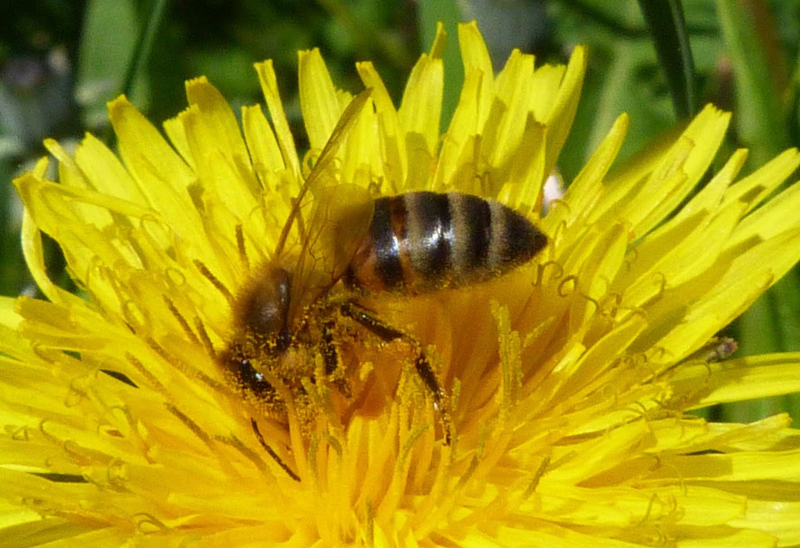 Insects of Scotland: Bees/Wasps/Ichneumons/Sawflies/Ants