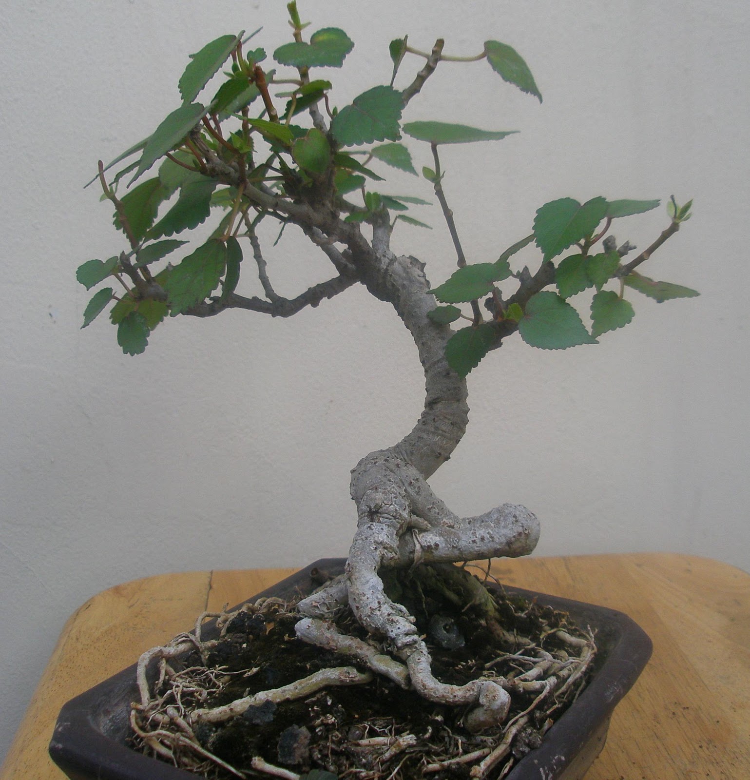 art-hr.bonsai: Waru ( Hibiscus Tiliaceus )
