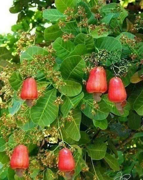 கொல்லாம் பழம் Kollam Pazham (Kollam palam) in kanyakumari District ...