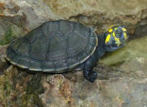 PLAAN : Tortuga Charapa - Podocnemis expansa