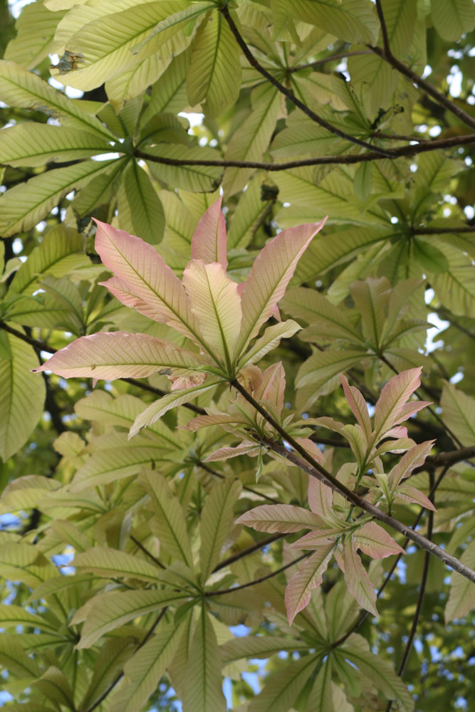 The Rainforest Garden: Snotfruit and Other Delights