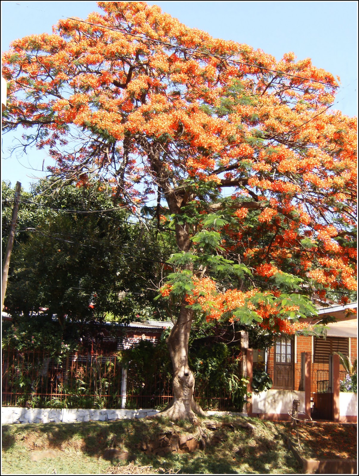 Paisajes y jardines: El árbol del mes
