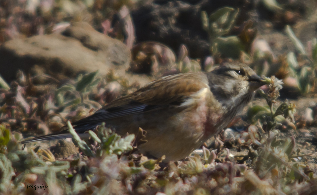 Paqui.blog de naturaleza: PARDILLO COMÚN