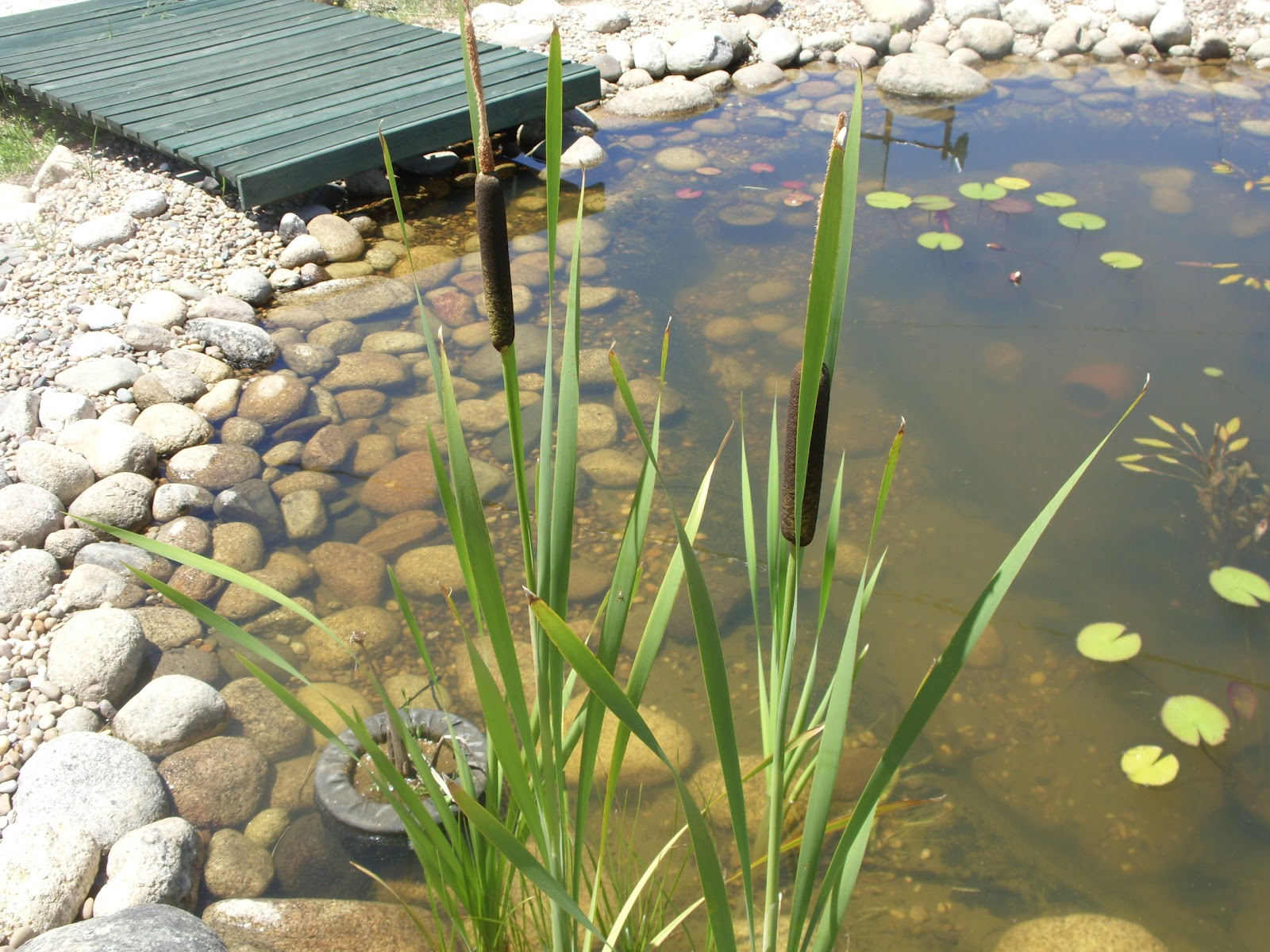 Jardim Autóctone: Construção de um charco/lago
