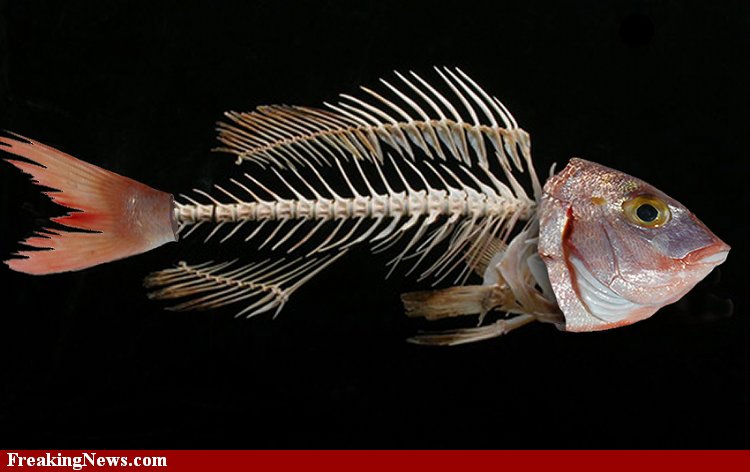 Cool Pictures: Top HD lucky and crazy fish pictures gallery