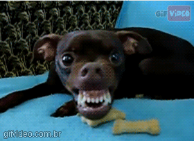 stardreamss: Gifs de cachorro