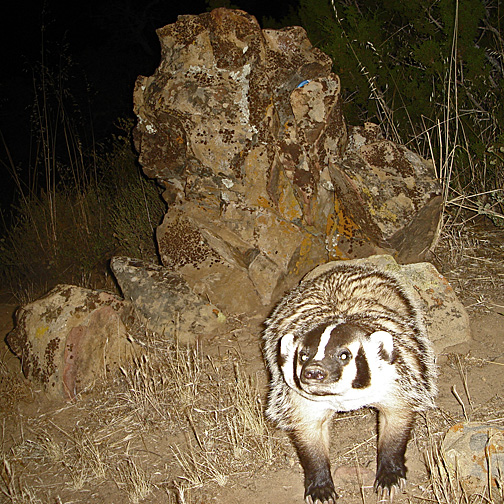Camera Trap Codger: August 2011