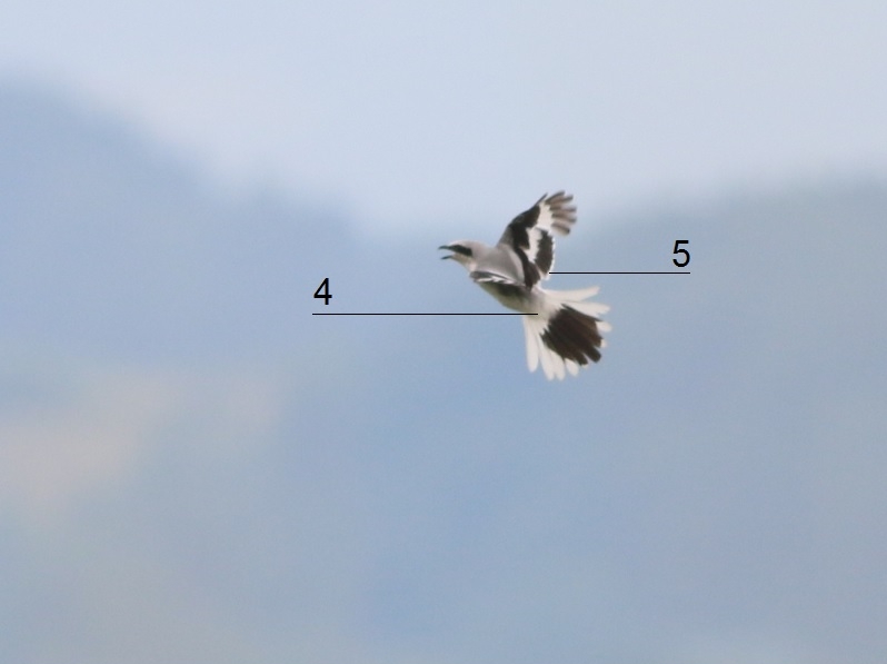 Na ptaki: stycznia 2017