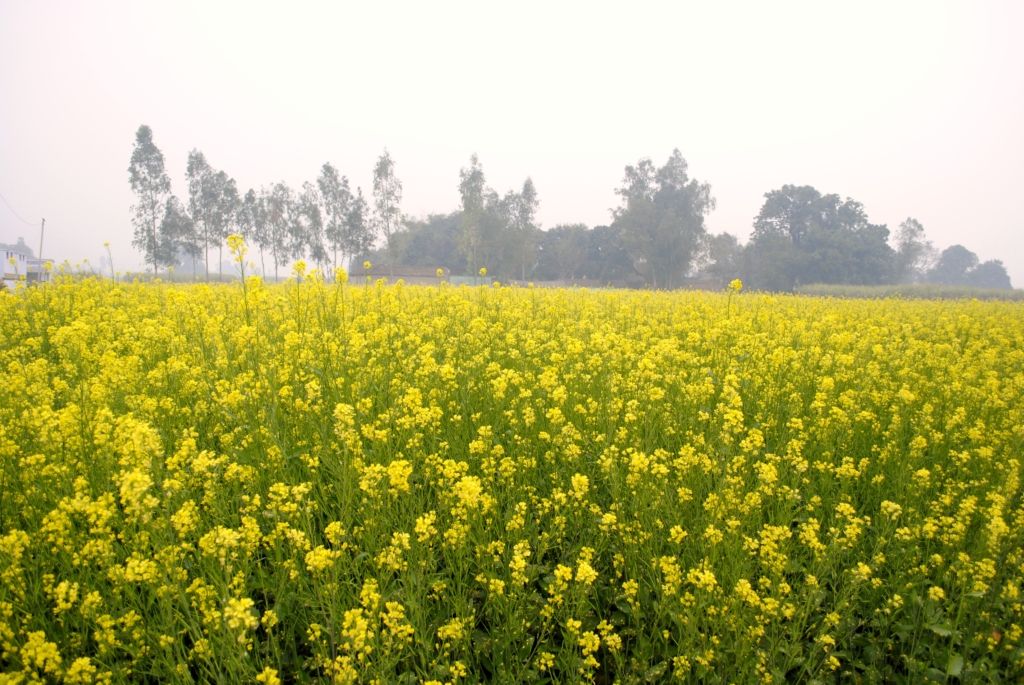 Through Picture: Spring in Indian Gangetic plains