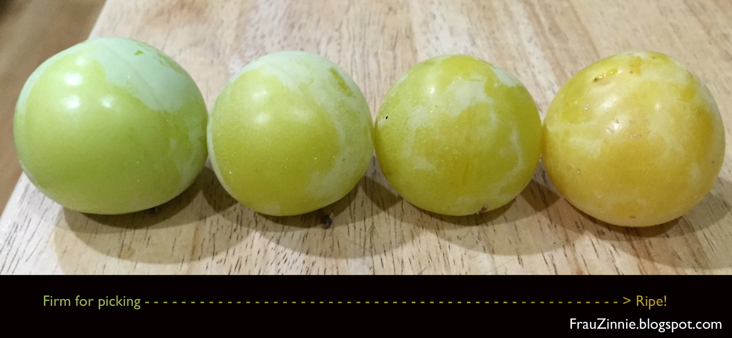 Shiro Plums | Frau Zinnie