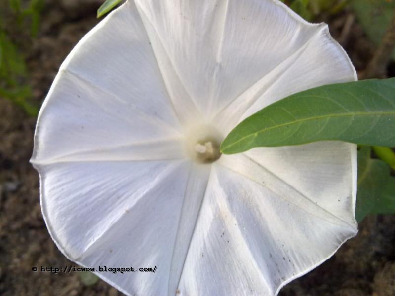 Swamp morning glory - Ipomoea Aquatica
