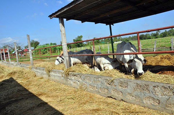 Introduction to Cattle Production Technologies