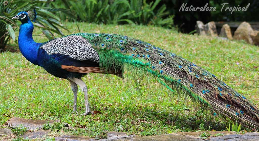 Naturaleza Tropical: El Pavo real, Pavo cristatus