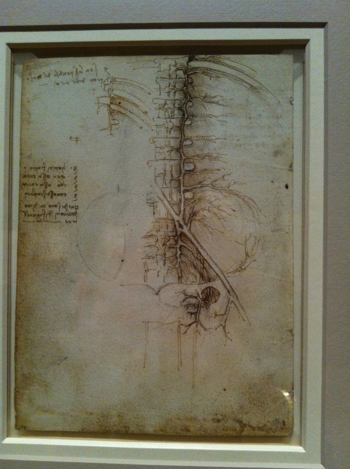 Samantha Saw....: Leonardo Da Vinci - Anatomist