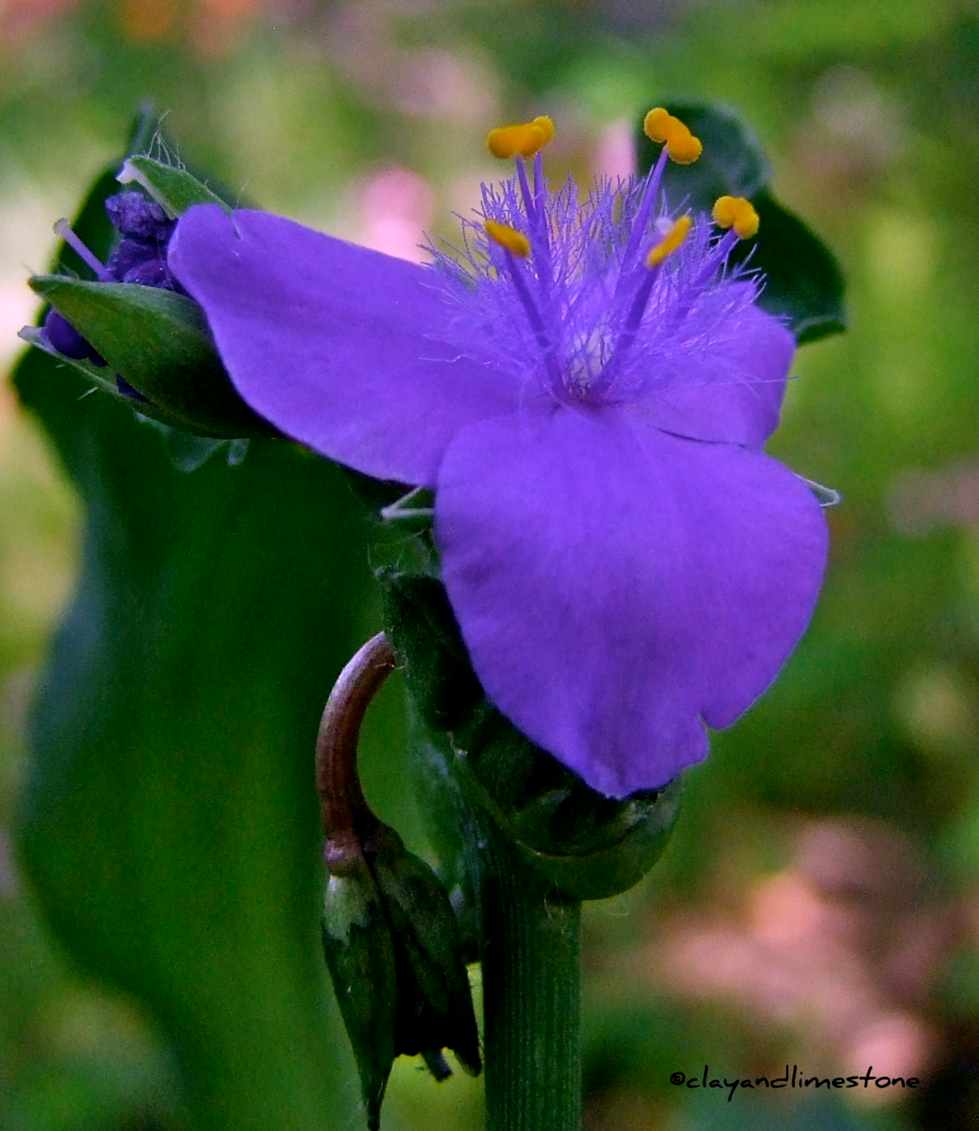 clay and limestone: Wildflower Wednesday: Spiderwort