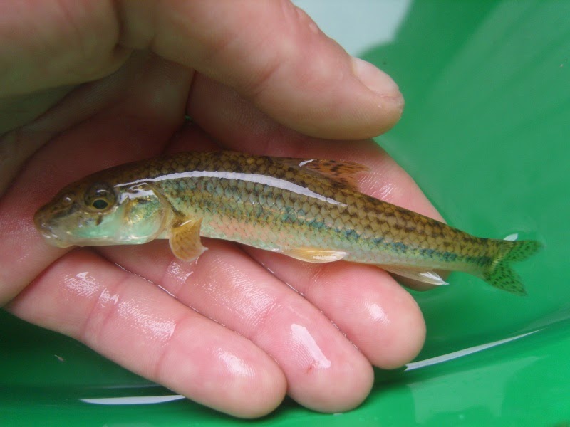 French Vocabulary Illustrated: May 2014