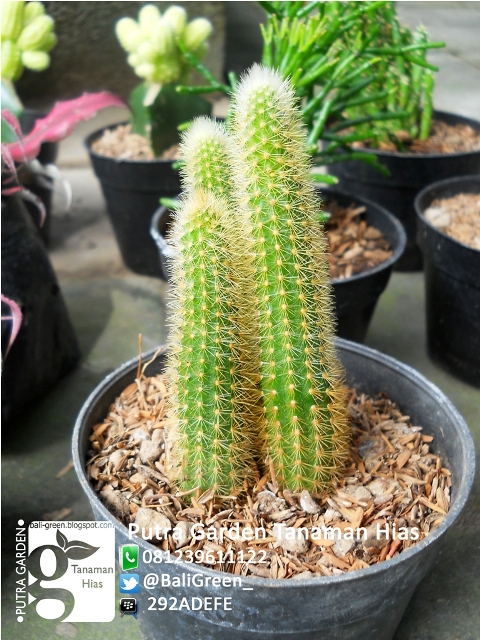 PUTRA GARDEN BALI: Tanaman Kaktus Mini Unik Untuk Dekorasi Meja Rumah Anda