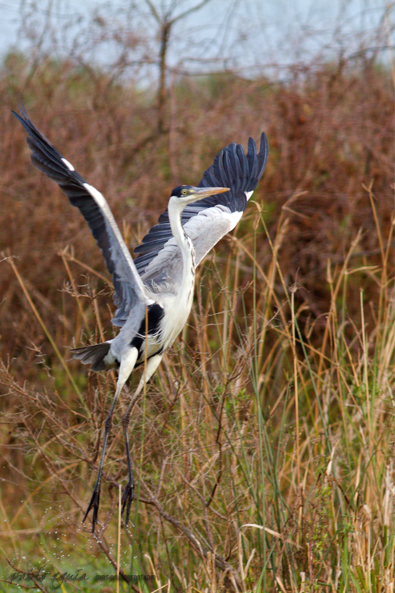 mis fotos de aves: Ardea cocoi Garza Mora Cocoi Heron