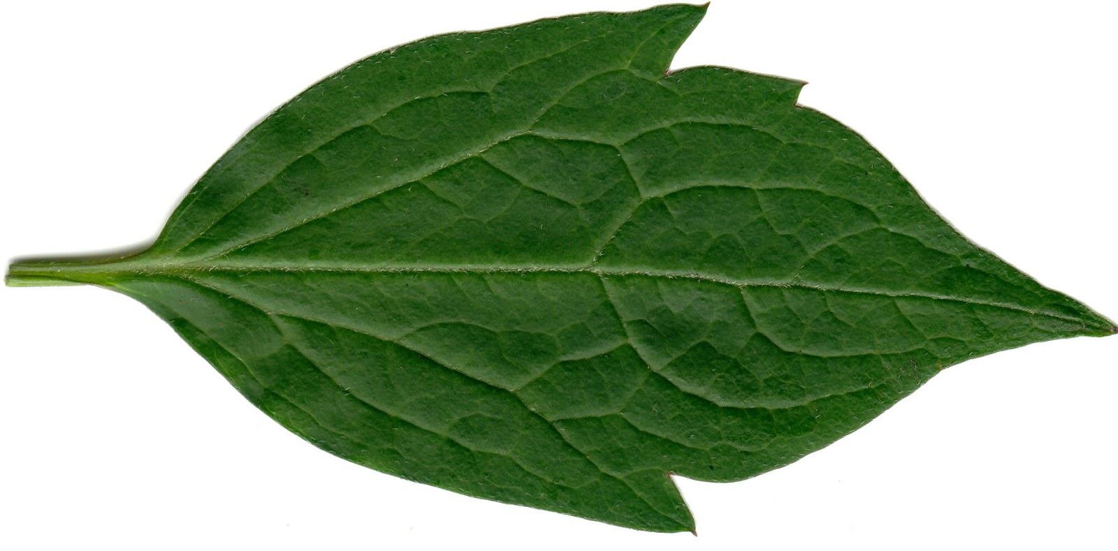 HIGH RESOLUTION TEXTURES: Leaf Textures