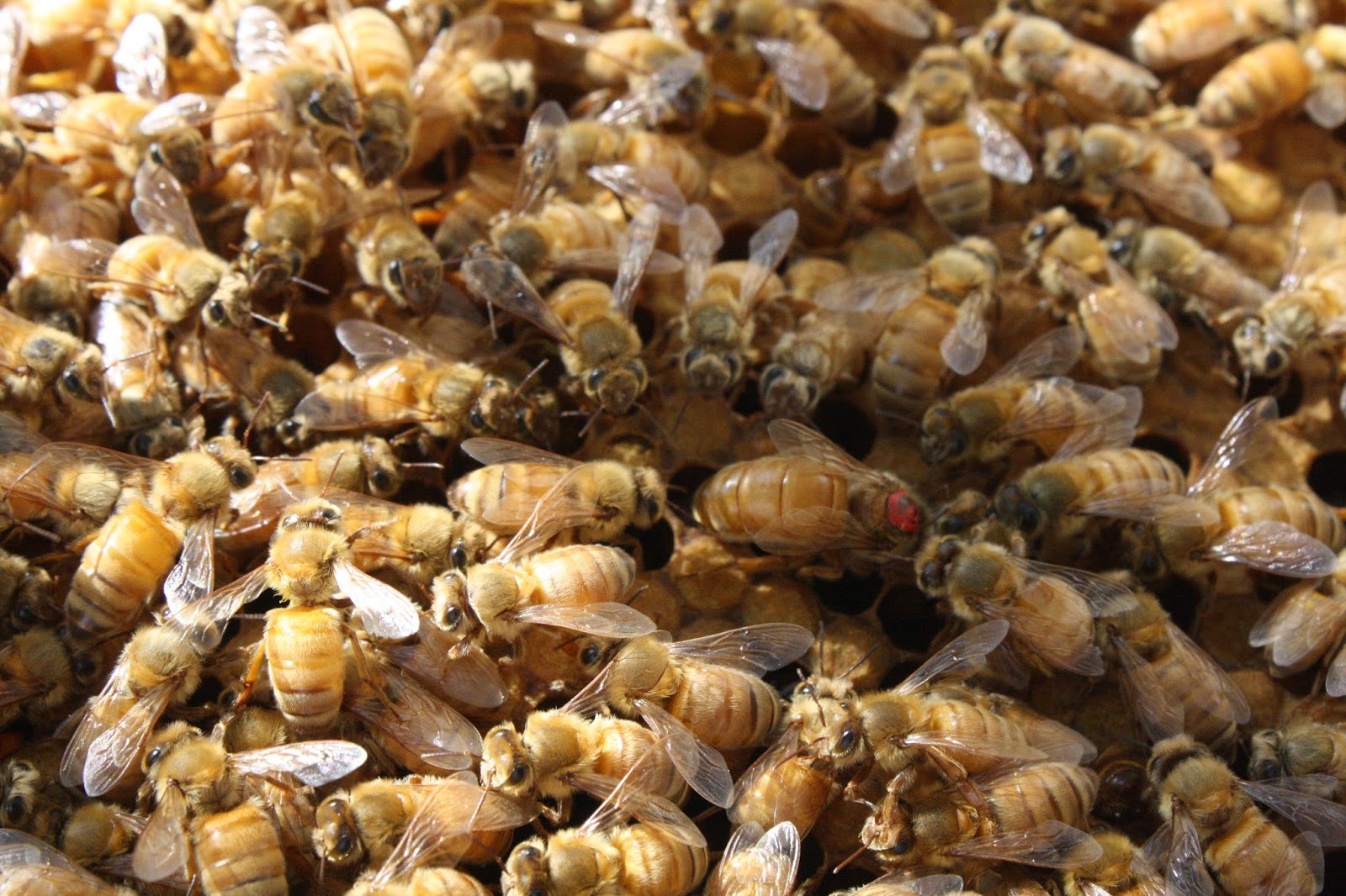 Little Wife On the Prairie: How many bees does it take to change a ...